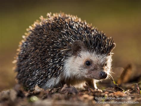 African Hedgehogs Genus Atelerix · Inaturalist