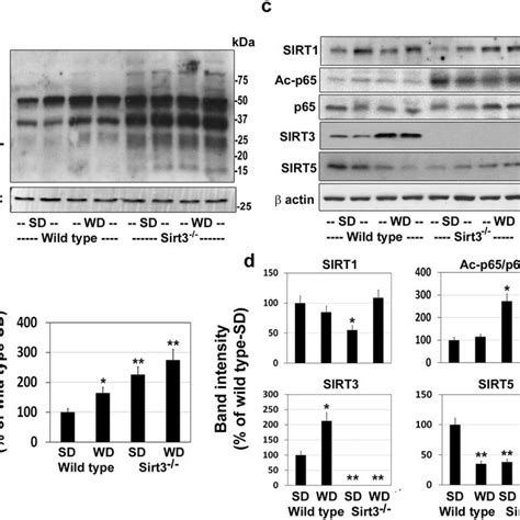 Hyperacetylation Of Brain Mitochondrial Proteins In Western Diet Fed Download Scientific