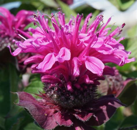 Monarda Bee You ® Bee True™ Van Berkum Nursery