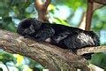 Callitrichidae Wikipedia La Enciclopedia Libre