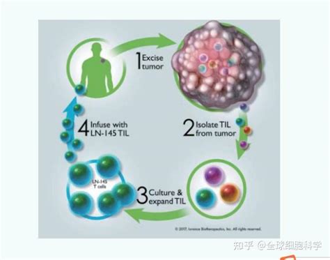 Til免疫细胞疗法为抗击癌细胞而生 知乎