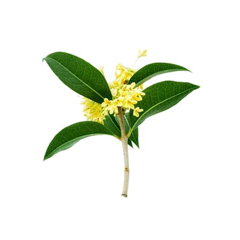 Osmanthus Uses And Benefits Mystique Hills