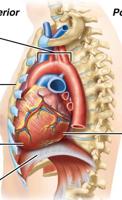 base and apex diagram quizlet