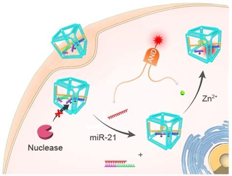 Spatial Confinement Of A Dual Activatable Dnazyme Sensor In The Cavity Of A Dna Nanocage For