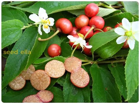 Muntingia Seeds Tropical Fruit Variety For Easy Planting