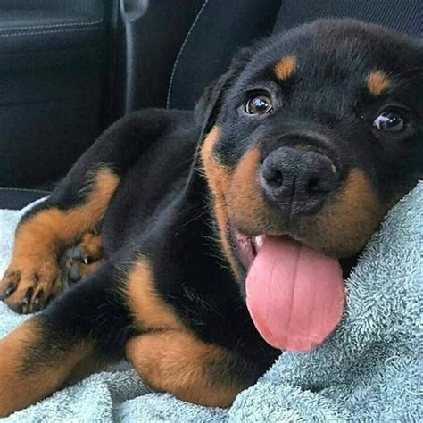 Pin By Tok Zsuzsanna On Mindenem A Rottweiler My Gosh The Rottweiler
