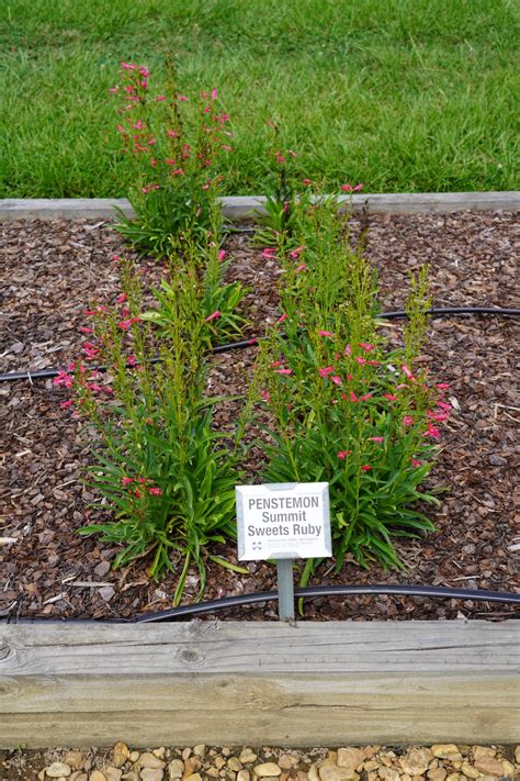 Penstemon Summit Sweets Ruby Truck Crops Trial Garden