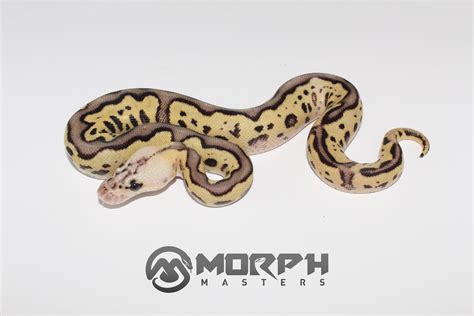Firefly Leopard Clown Het Desert Ghost 50 Het Genetic Stripe 50 Het