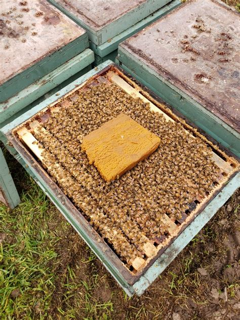 Bitterroot Buzz Bees Home