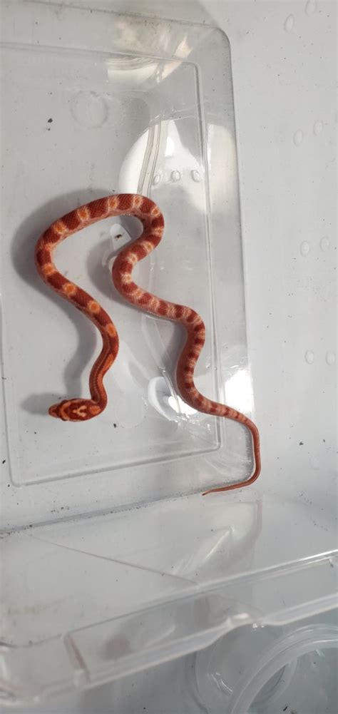 Morph Id Rcornsnake
