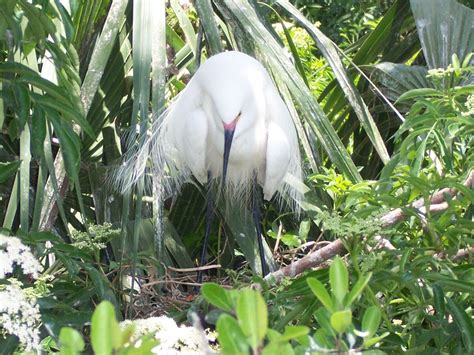 Twas The Season At The St Augustine Alligator Farm When My Grand