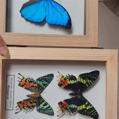 Morphidae Morpho Theseus Juturna Mounted Insects For Your Art Projects Or Entomology