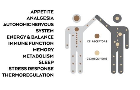 What Is The Endocannabinoid System The Cbd Alert