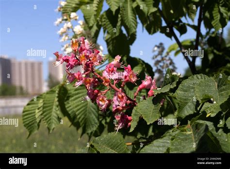 Red Chestnut The Colorful Inflorescences Of A Tree Called Chestnut
