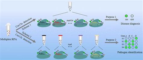 Infectious Disease Diagnosis And Pathogen Identification Platform Based