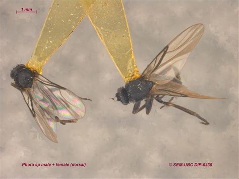 Phoridae