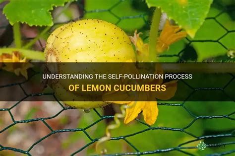 Understanding The Self Pollination Process Of Lemon Cucumbers Shuncy