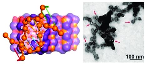 Scheme Showing The Incorporation Of Dna Inside The Hap Structure Left Download Scientific