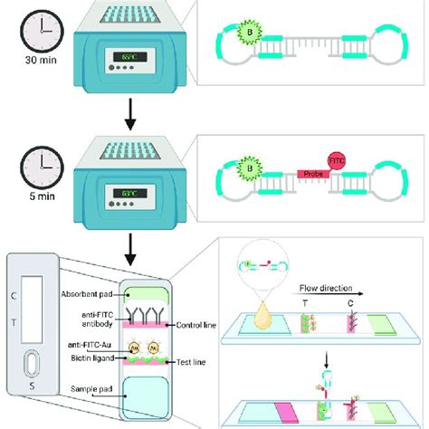 Schematic Diagram Of Lamp Coupled With A Lateral Flow Device Lfd