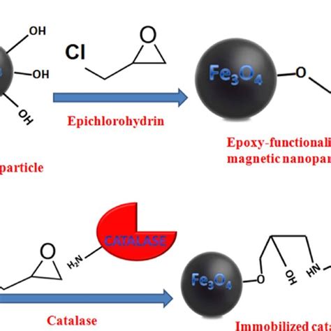 Schematic Diagram Illustrating The Functionalization And Catalase Download Scientific Diagram