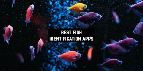 9 Best Fish Identification Apps For Android And Ios Freeappsforme