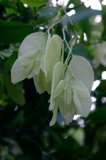 Premium Ai Image Beautiful Vibrant Green Color Plant Leaves Exposed