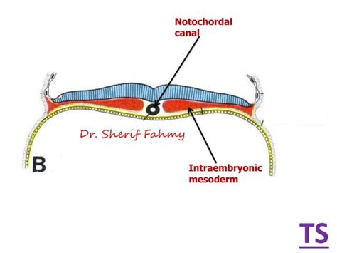 Intra Embryonic Mesoderm General Embryology Ppsx Biological