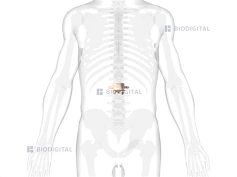 Second Lumbar Vertebra Biodigital Anatomy