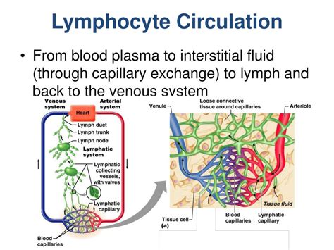 Ppt Chapter 20 21 Lymphatic And Immune Systems Powerpoint