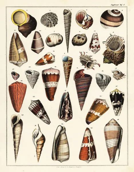 Varieties Of Shells Molluscs Our Beautiful Wall Art And Photo Ts