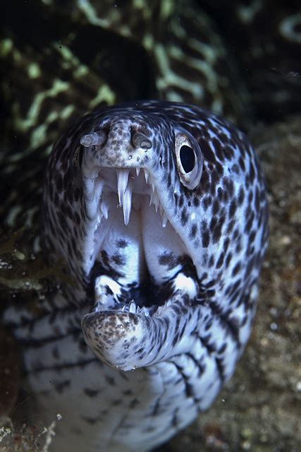 Teeth Of The Spotted Moray