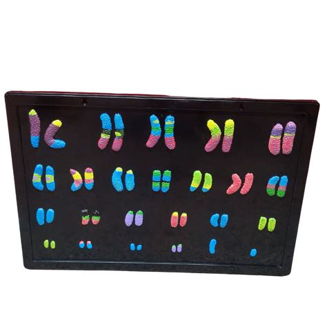 Modelo Cromosomas Humanos Manatomicos