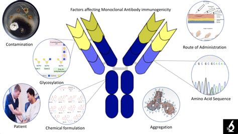 Which Factors Affects Immunogenicity Factors Affecting