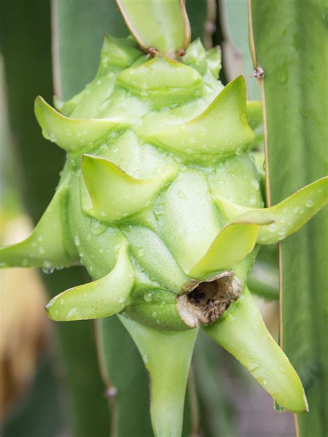 Giant Hawaiian Yellow Dragon Fruit Cactus Hylocereus Undetus Thorny