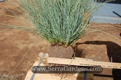 Calibanus Hookeri Various Sizes Available