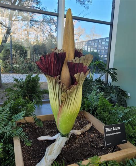Amorphophallus Titanum Life Cycle