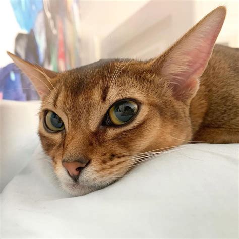 Comfy Kitty Rchinresting