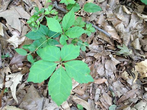 Missives From Missouri July 2013