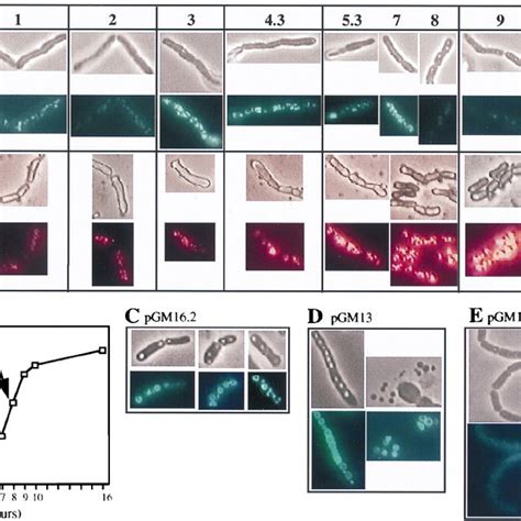 A The Pha Gene Cluster And Flanking Sequences A Map Of The Cloned