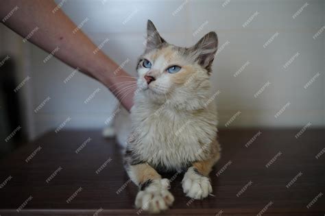 Cat Mixed With Human Face