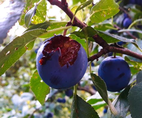 The Complete Guide To Growing Plum Trees Plantnet® Australia