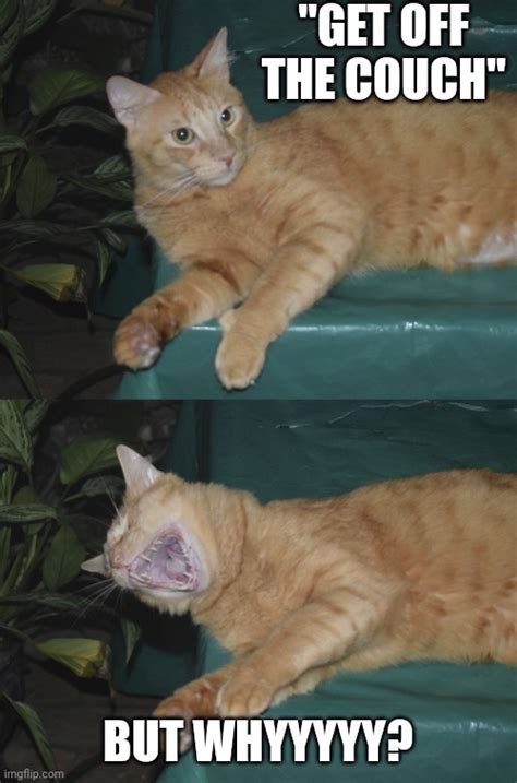 Cat In Couch Meme At Dorla Walker Blog