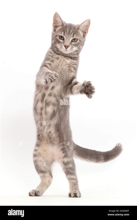 21 Hilarious Photos Of Cats Standing Up