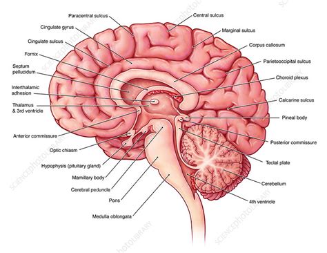 Brain Sagittal Section Illustration Stock Image C0365340