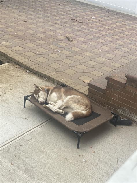 10000 Best R Husky Images On Pholder We Got Our Husky A Husky And I