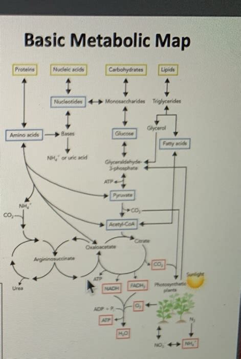 Solved Basic Metabolic Map Proteins Nucleic Acids