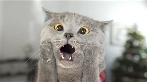 Create Meme Funny Cats The Cat From The Meme Is Shocked Cat In