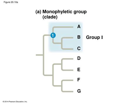 Ppt Phylogeny Powerpoint Presentation Free Download Id6351783