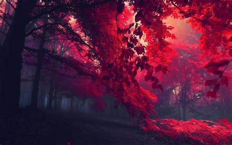 Vibrant Red Wallpaper Transform Your Space