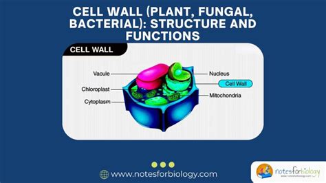 Streptococcus Classification Best Biology Notes